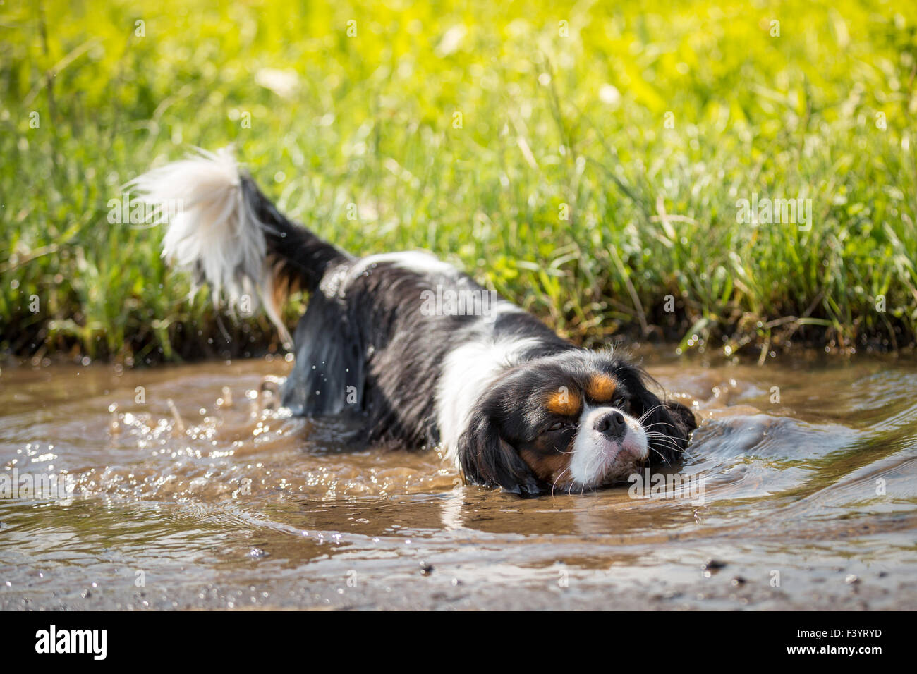 Full purely in the puddle Stock Photo - Alamy