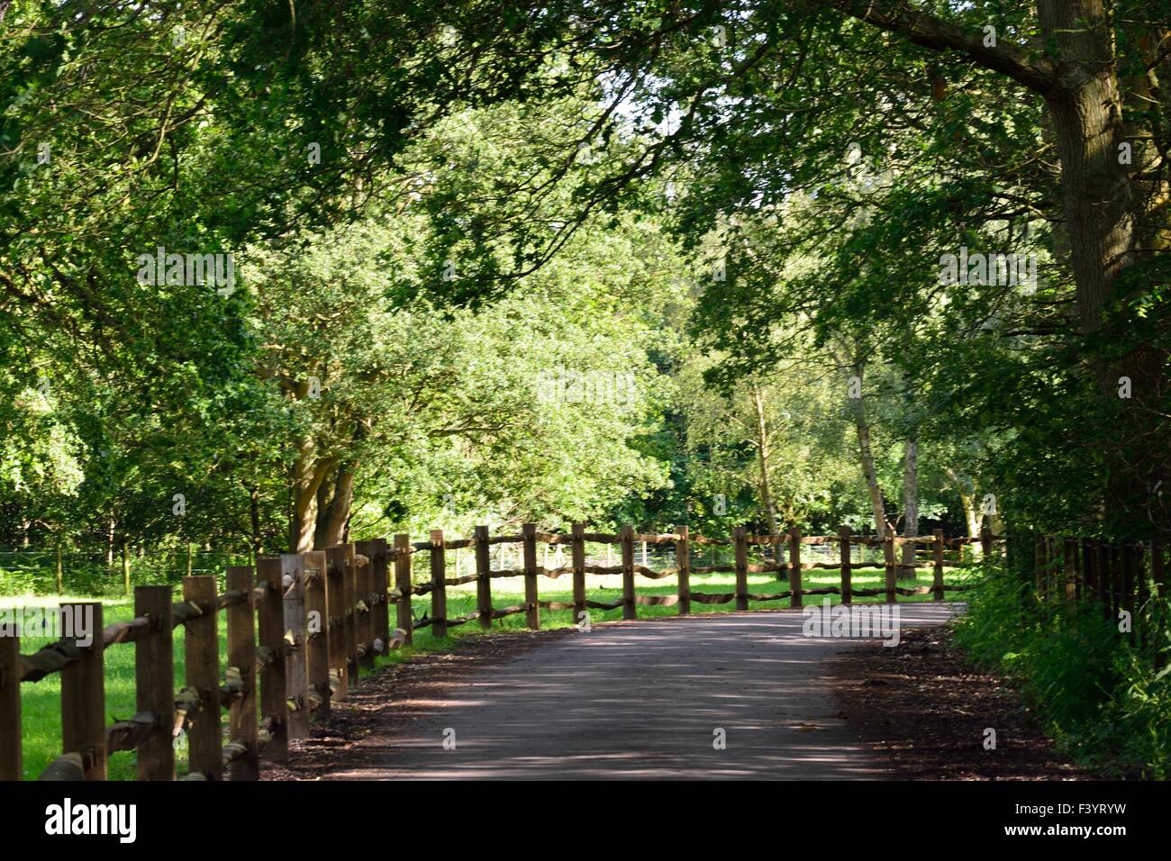 Green Forest pathway Stock Photo - Alamy