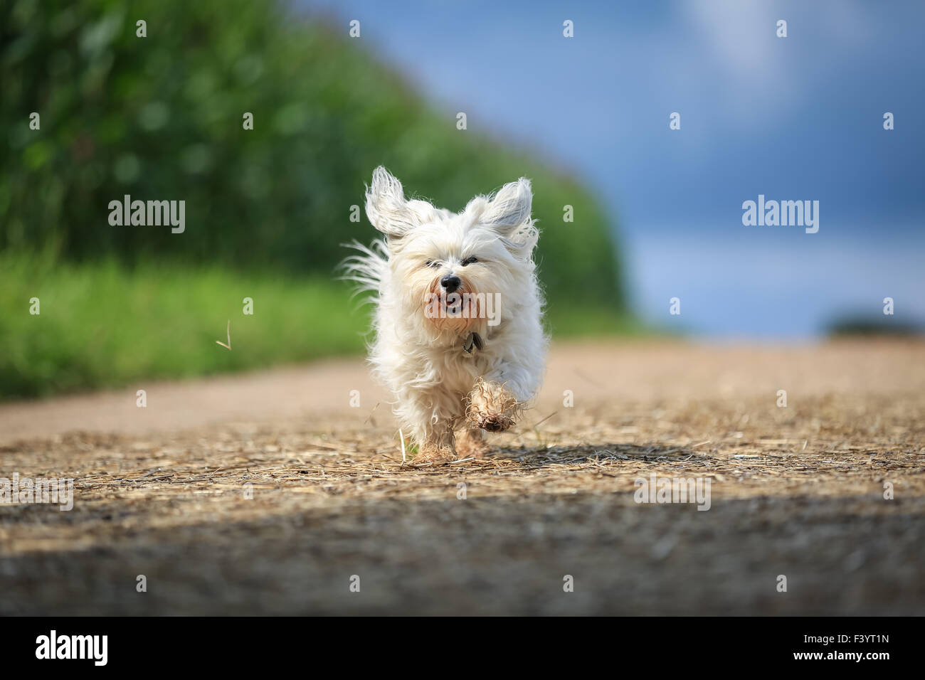 Down go faster Stock Photo - Alamy