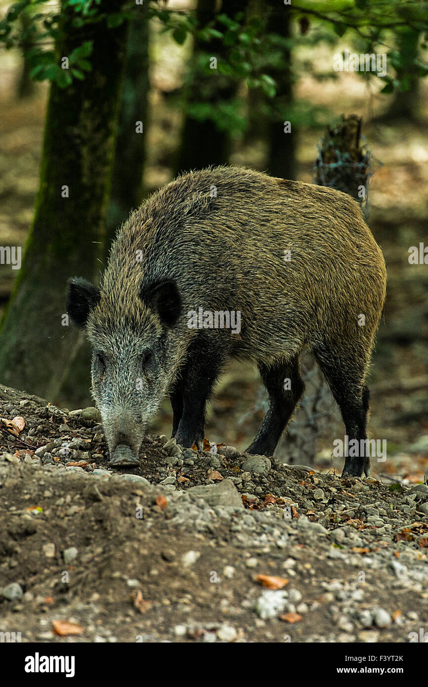 Schwarzwildes hi-res stock photography and images - Alamy