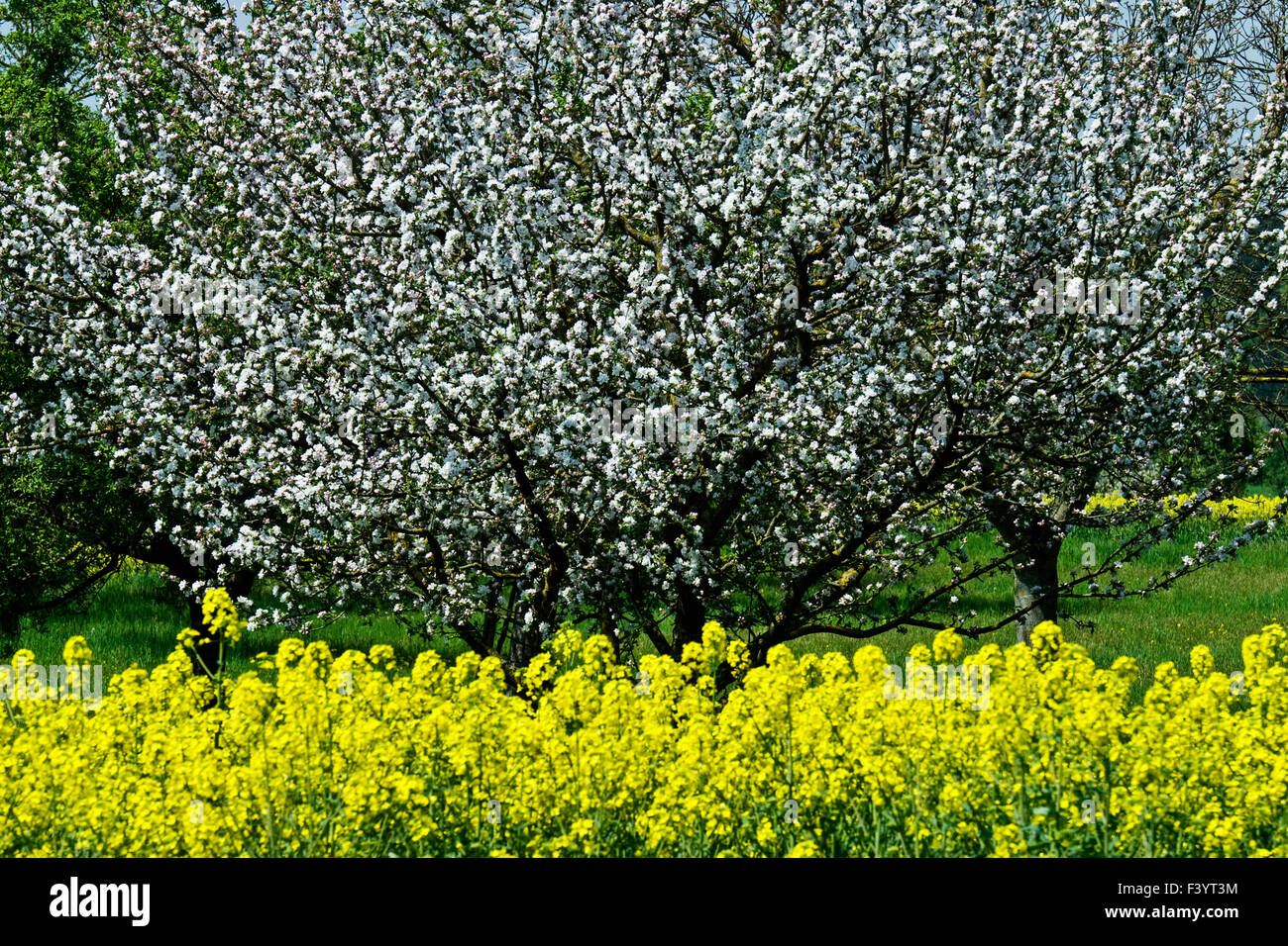 Bloomer hi-res stock photography and images - Alamy