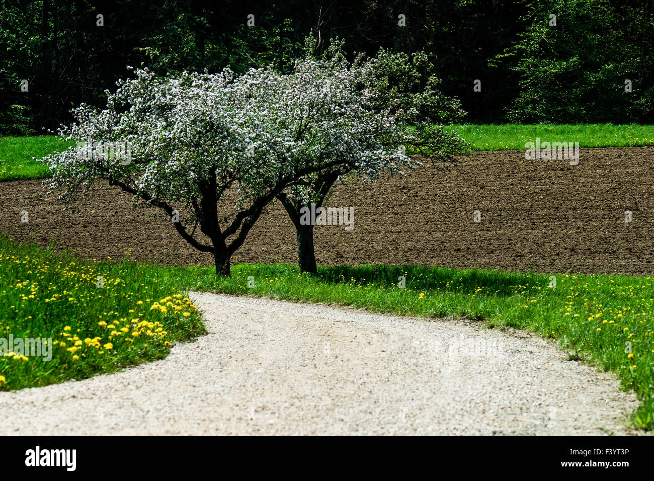 Bloomer day hi-res stock photography and images - Alamy