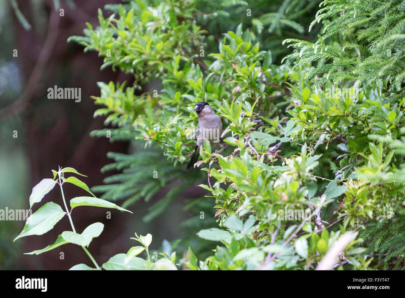 The Azores bullfinch eating berries, or locally Priolo, is an ...