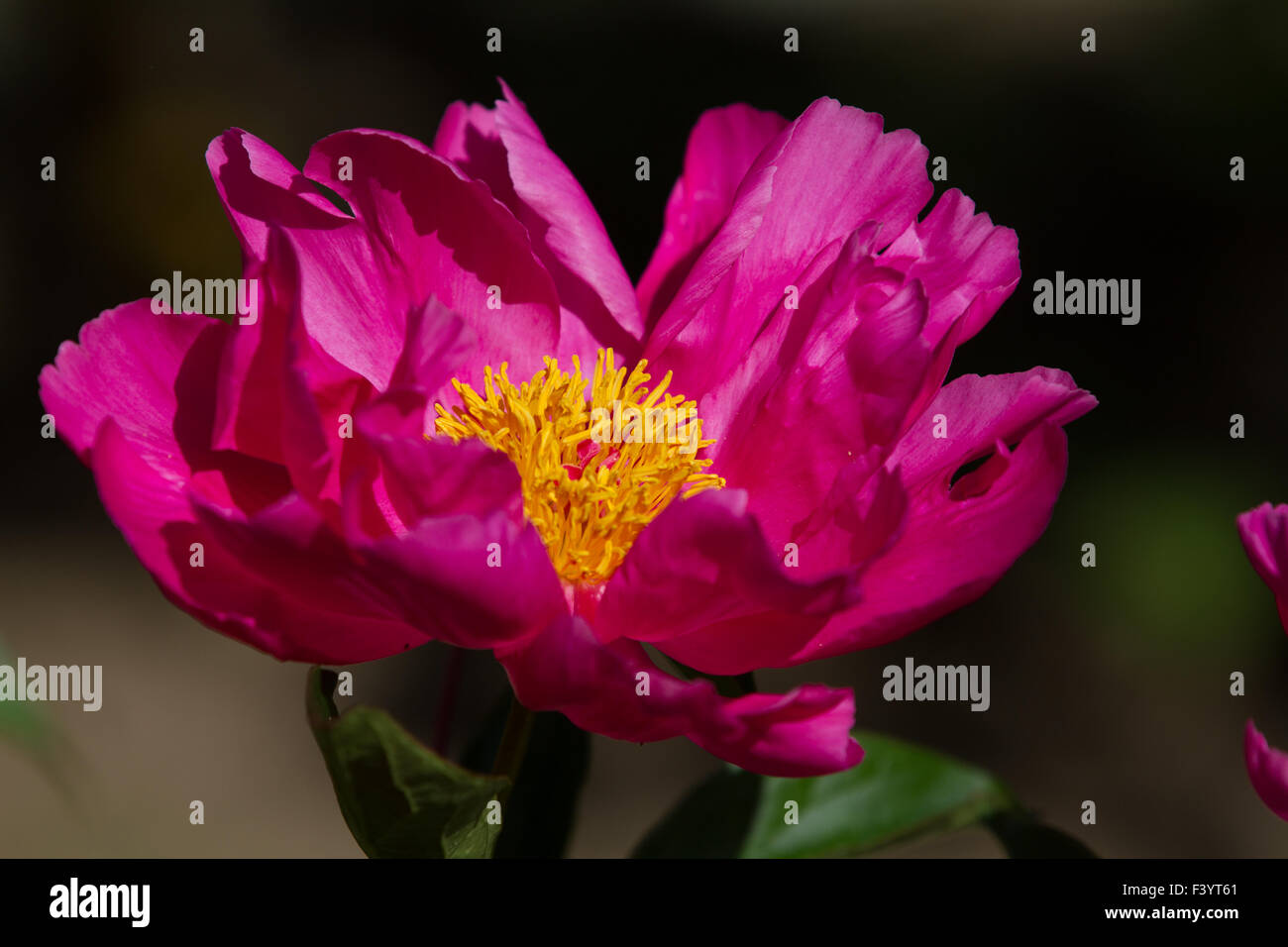 Pfingstrose High Resolution Stock Photography and Images - Alamy