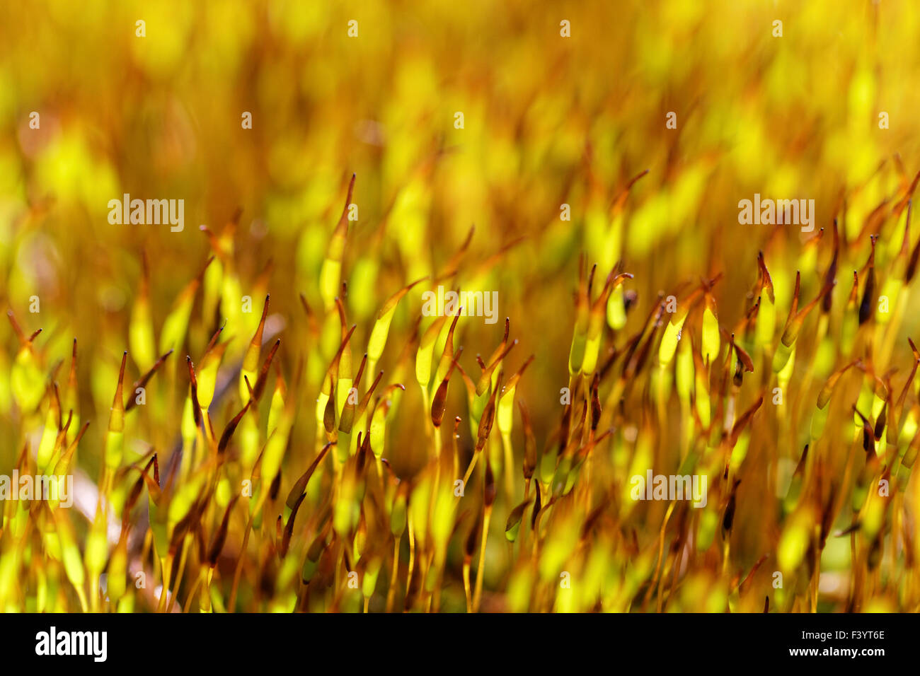 Close up photo lot of yellow moss Stock Photo - Alamy