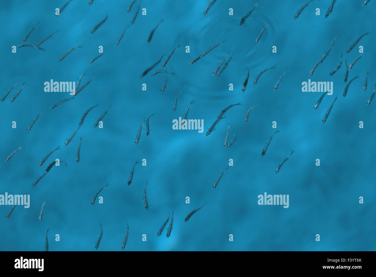 Small fish in sea hi-res stock photography and images - Alamy