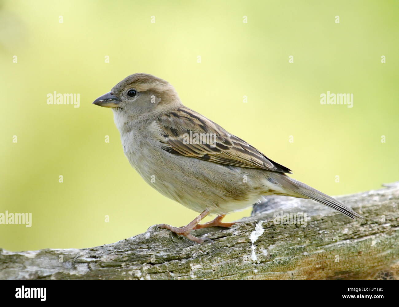 Female sparrow hi-res stock photography and images - Alamy