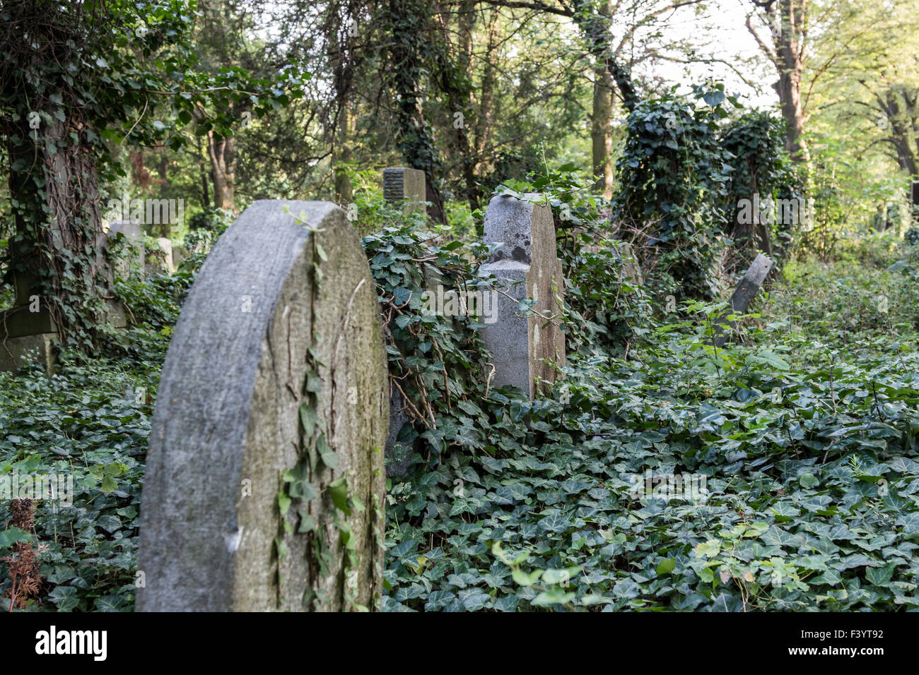 Old Enchanted Cemetery Stock Photo - Alamy