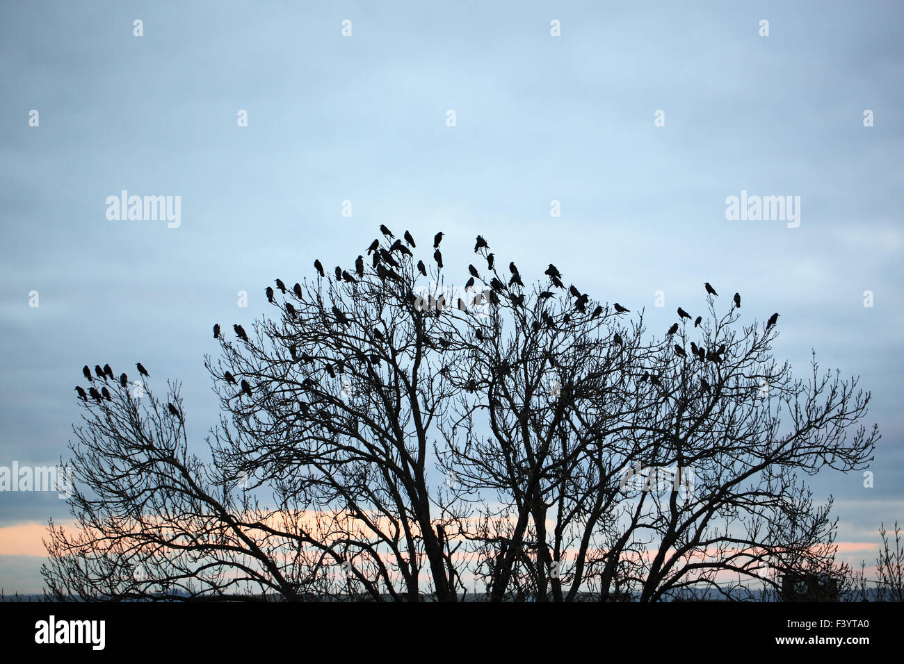 Crow dusk hi-res stock photography and images - Alamy