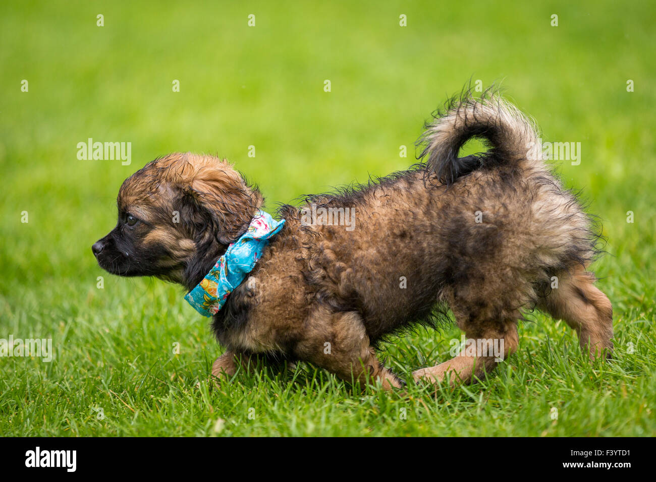 Cool puppy hi-res stock photography and images - Alamy