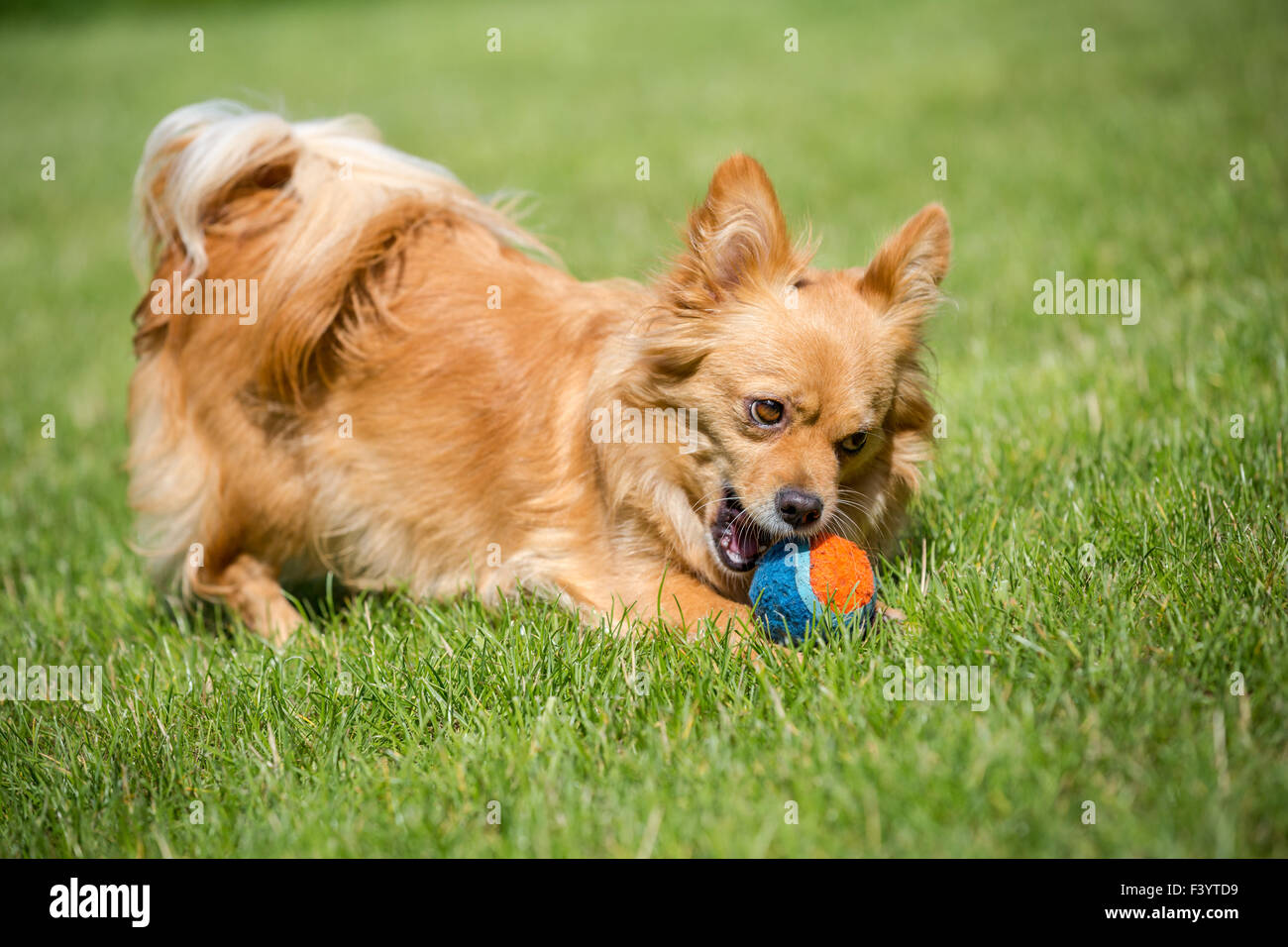 Dog with ball Stock Photo - Alamy