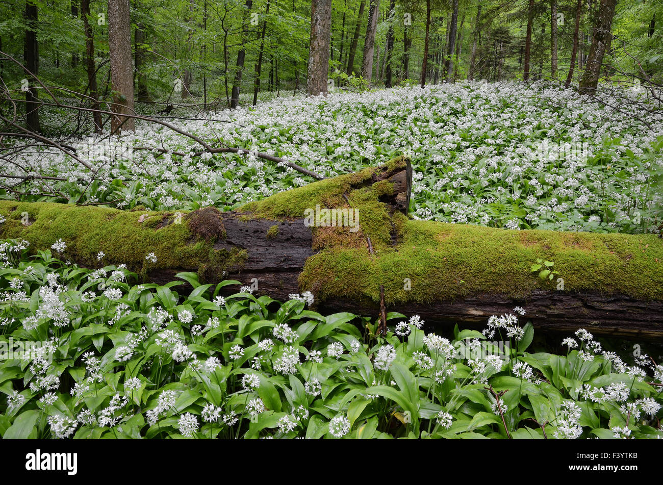 Wald garlic hi-res stock photography and images - Alamy