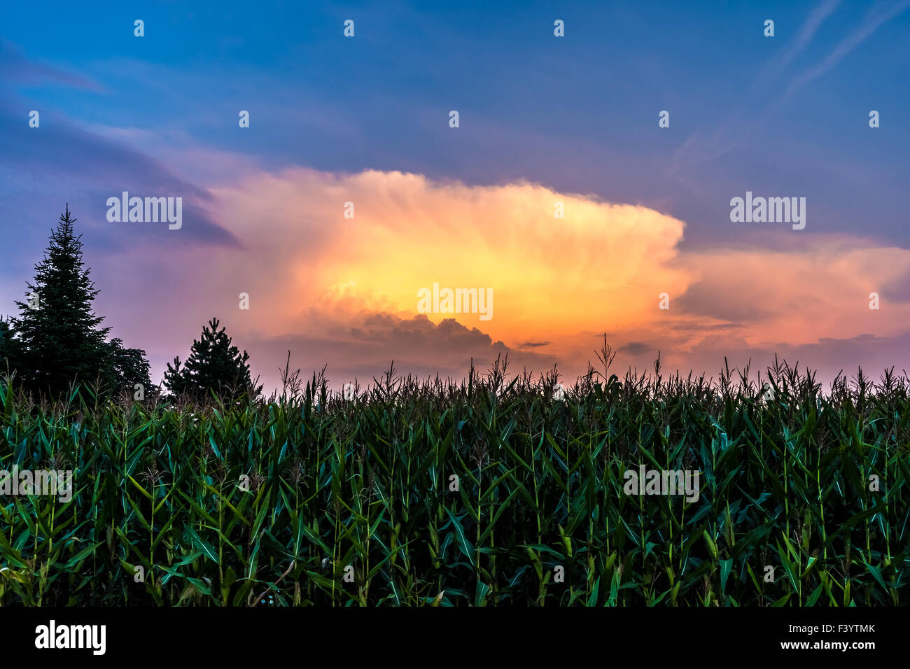 Field in sunset hi-res stock photography and images - Alamy