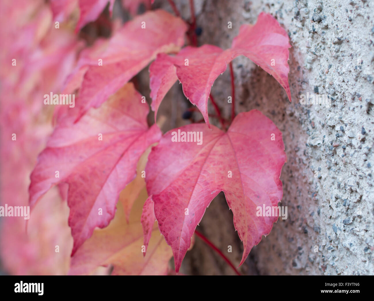 Pink Autumn Leaves High Resolution Stock Photography and Images - Alamy