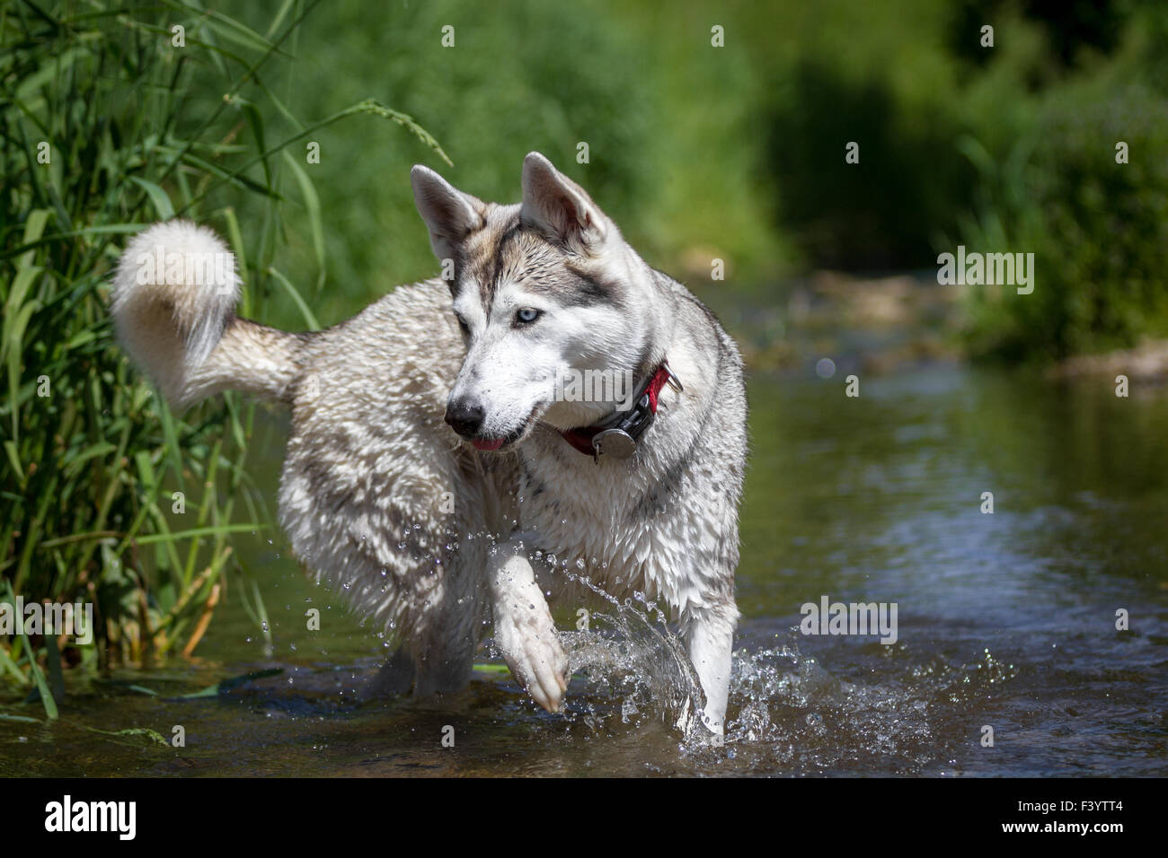Husky playing in the water Stock Photo - Alamy