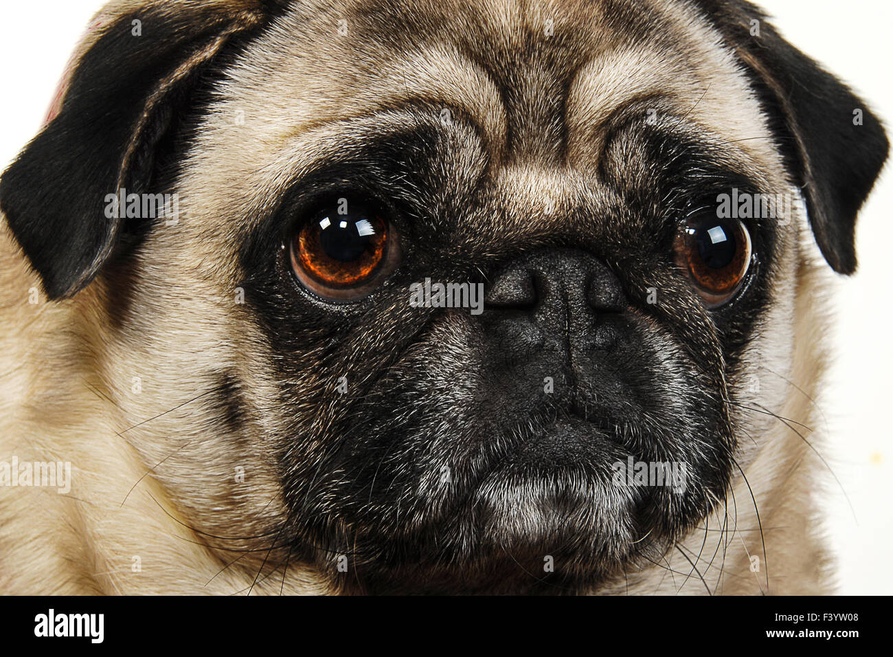 Carlin hi-res stock photography and images - Alamy