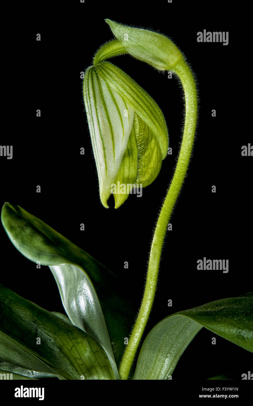 orchid series photos Stock Photo - Alamy