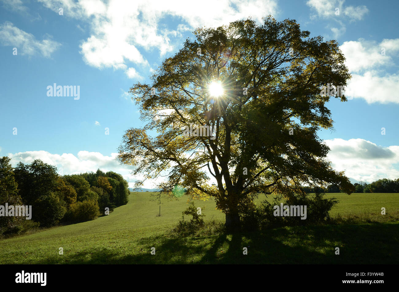 Soap tree like hi-res stock photography and images - Alamy