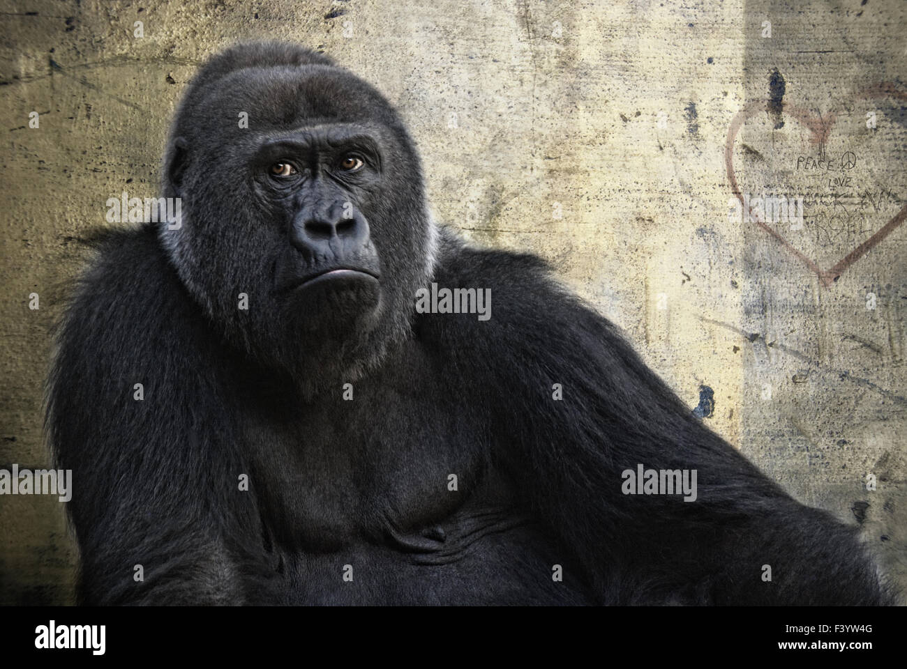 Amused expression hi-res stock photography and images - Alamy