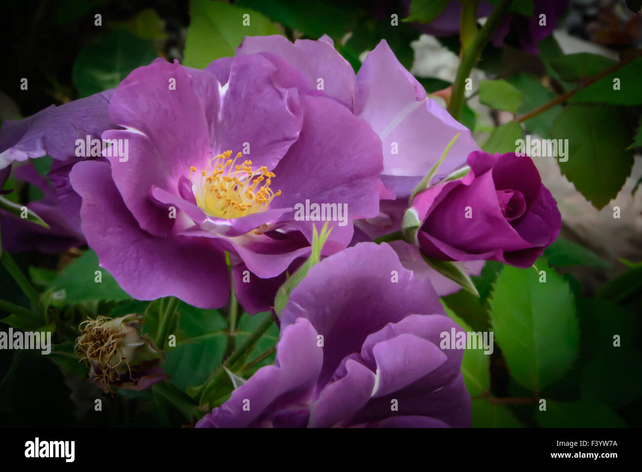 Magenta color roses hi-res stock photography and images - Alamy