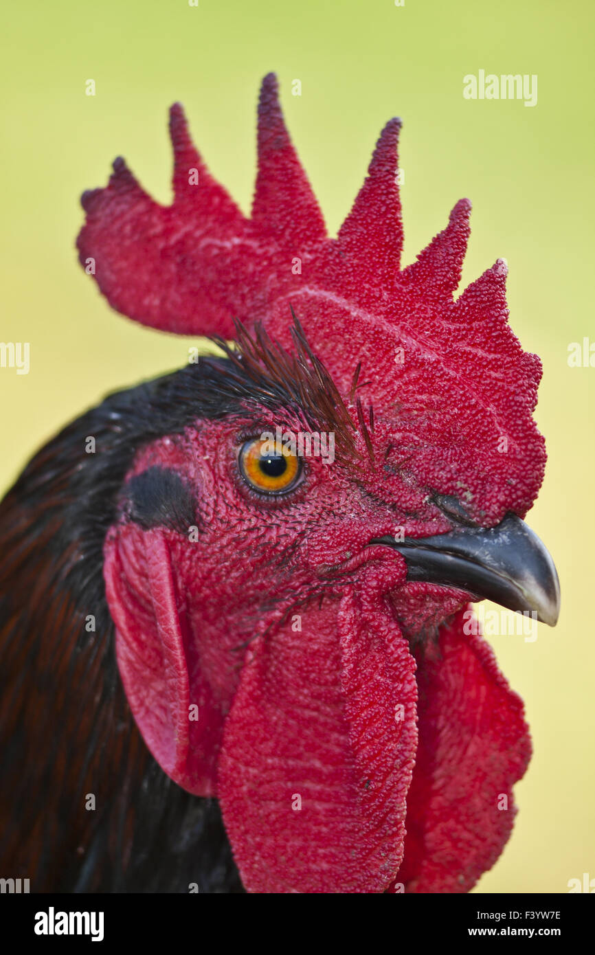 Barnyard hahn hi-res stock photography and images - Alamy