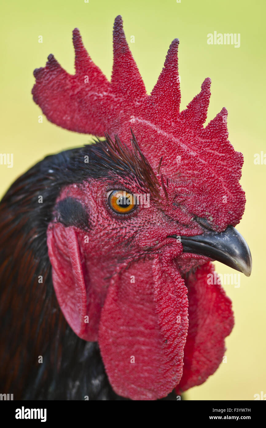 Rooster hi-res stock photography and images - Alamy