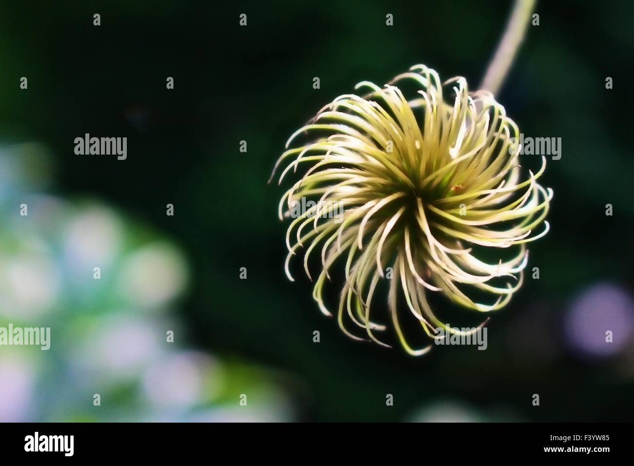 Withered shapes hi-res stock photography and images - Alamy