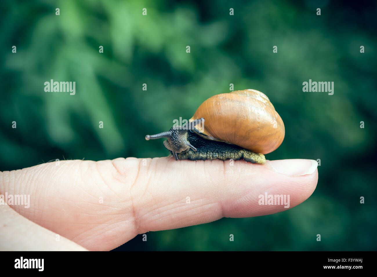 Snail on finger Stock Photo - Alamy