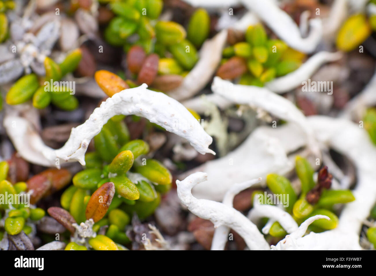 Stone and vegetation hi-res stock photography and images - Alamy