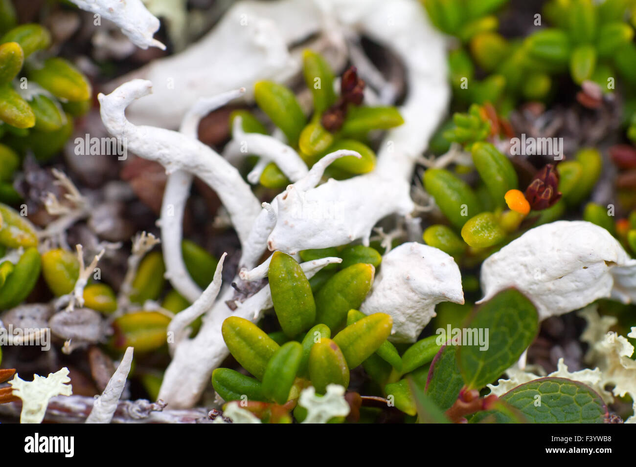 Stone and vegetation hi-res stock photography and images - Alamy