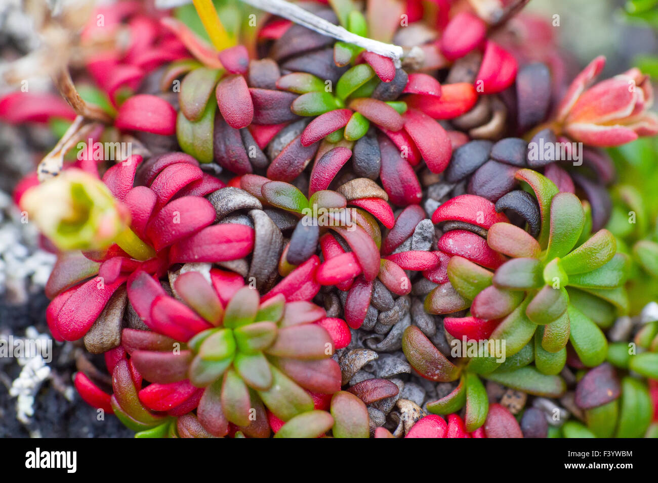 macro stone vegetation polar leaf summer Stock Photo - Alamy
