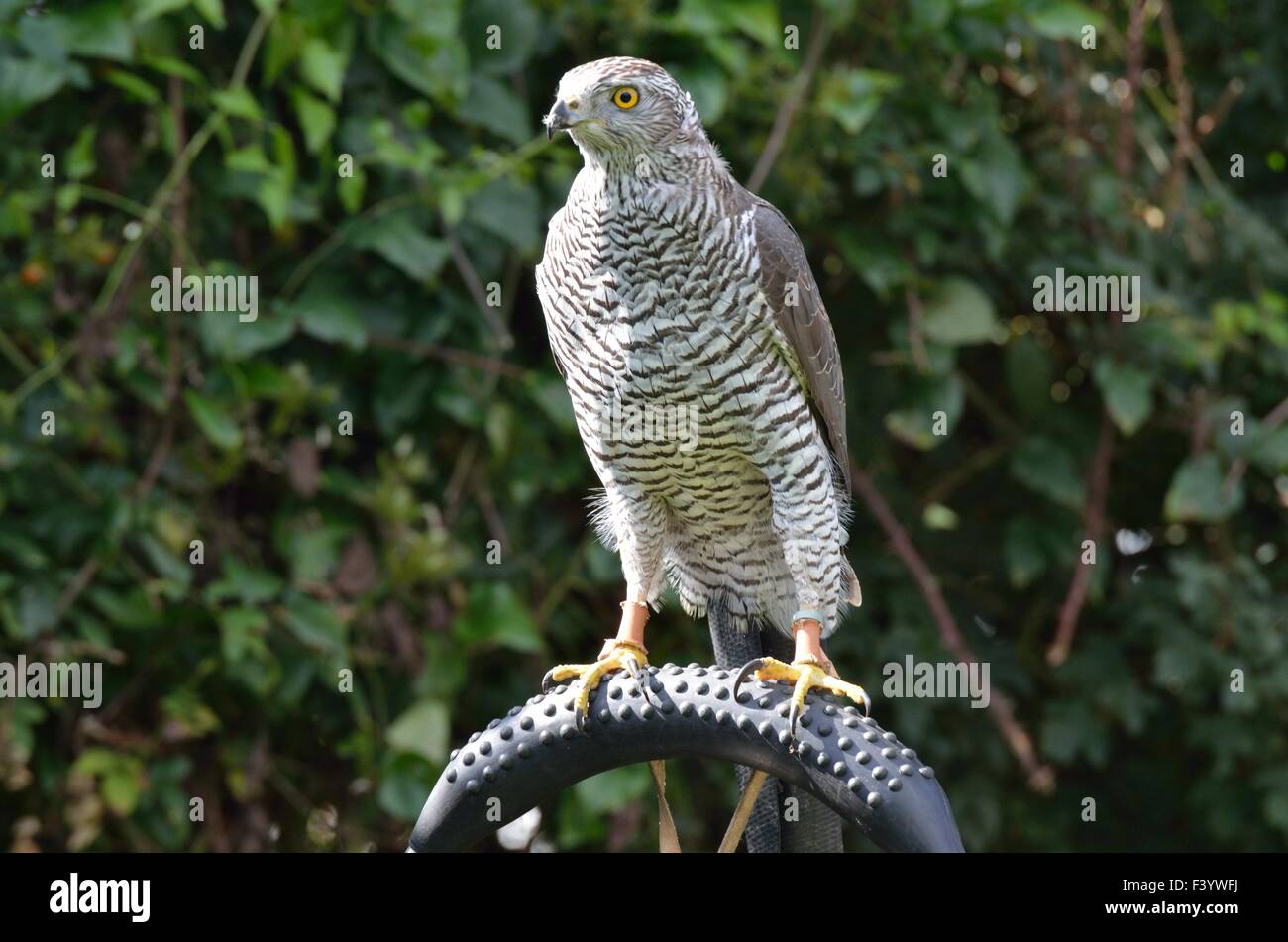 Sand falcon hi-res stock photography and images - Alamy
