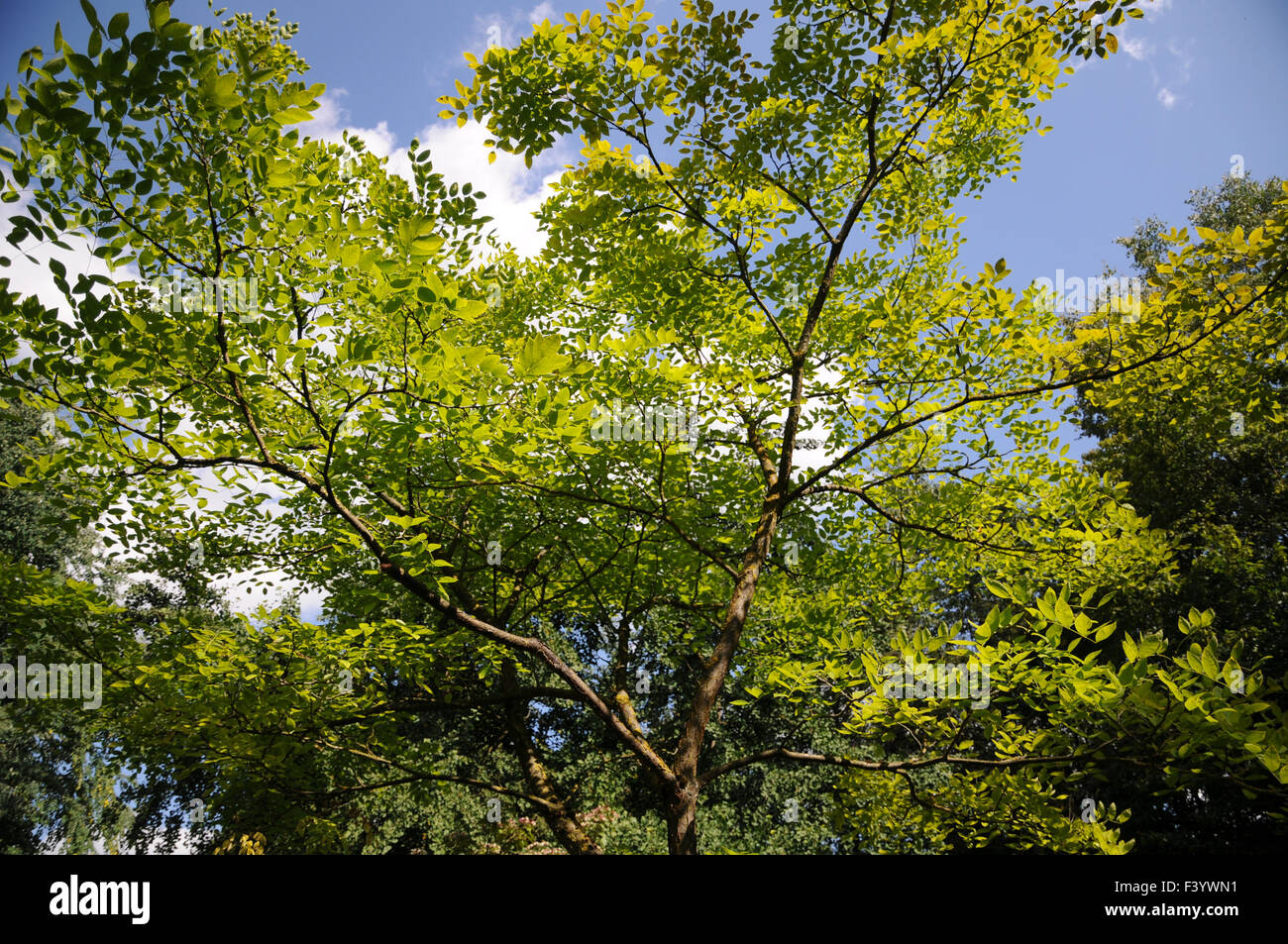 Amur maackia hi-res stock photography and images - Alamy