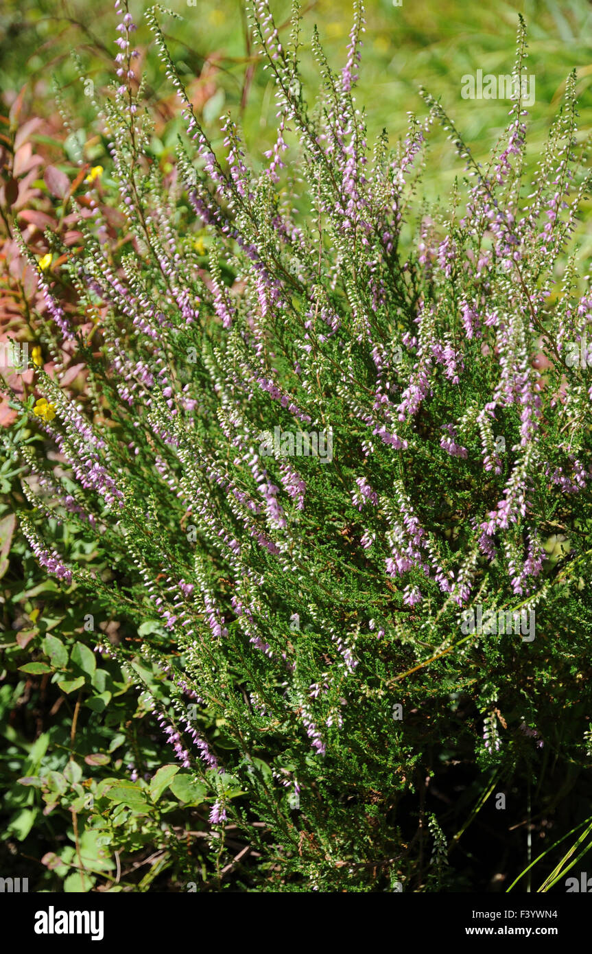 Heather hi-res stock photography and images - Alamy