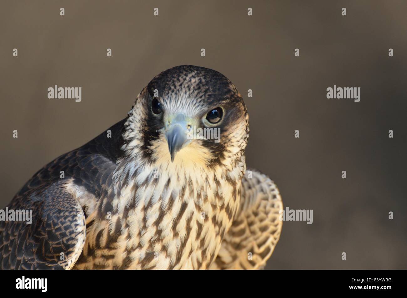 Close up falcon hi-res stock photography and images - Alamy