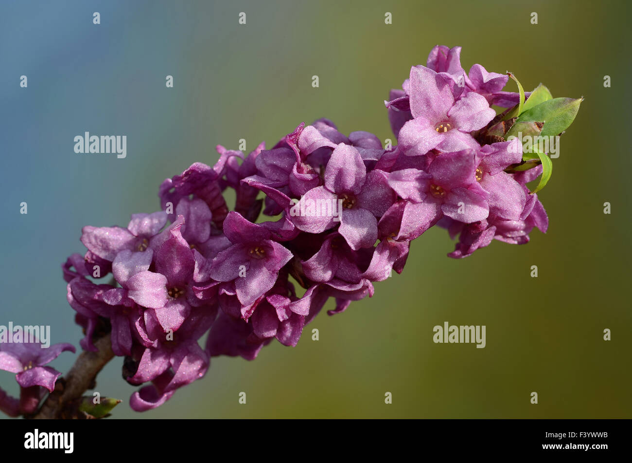 Ordinary daphne hi-res stock photography and images - Alamy