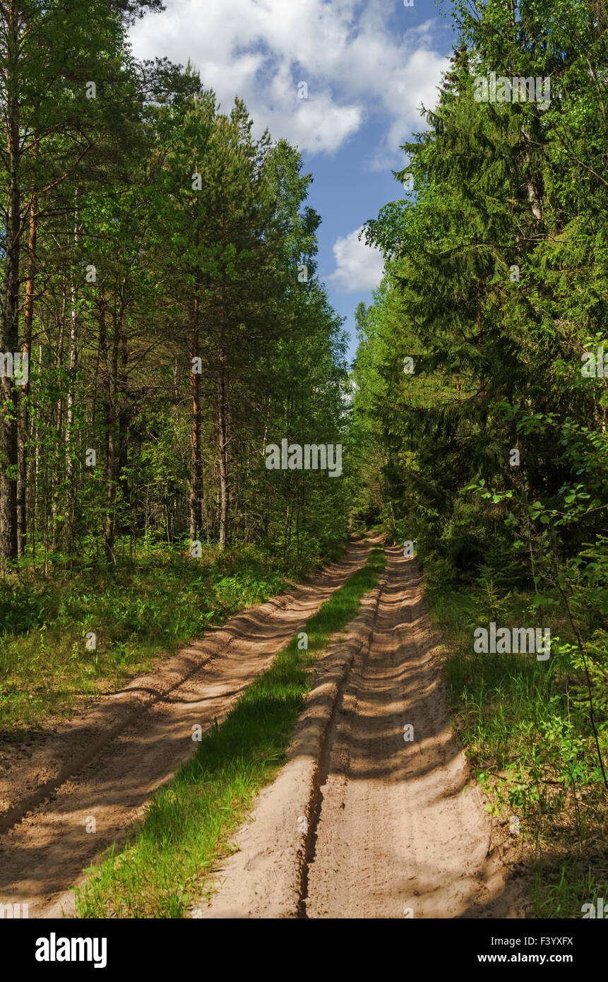 Summer forest road Stock Photo - Alamy