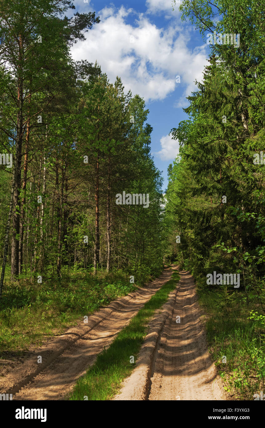 Summer forest road Stock Photo - Alamy