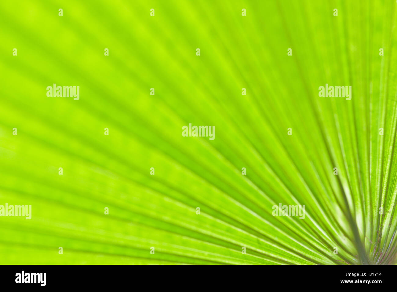 Large palm fronds hi-res stock photography and images - Alamy