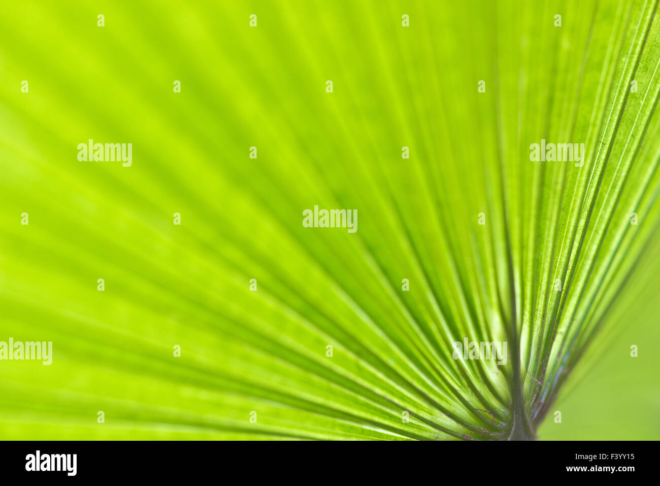 Large palm fronds hi-res stock photography and images - Alamy