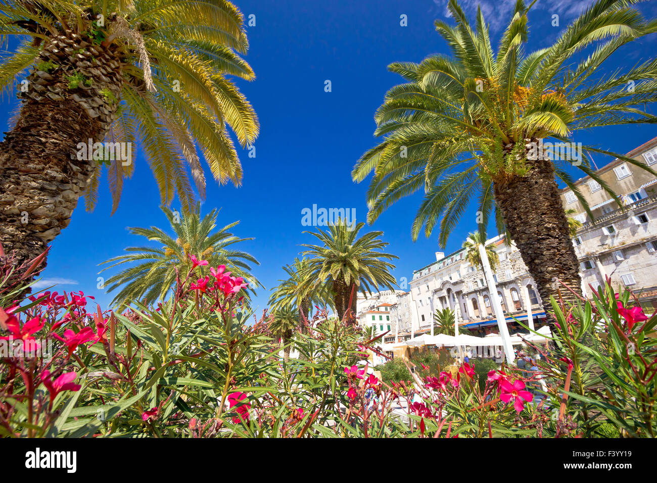 Spli palm waterfront and Diocletian's Palace Stock Photo - Alamy