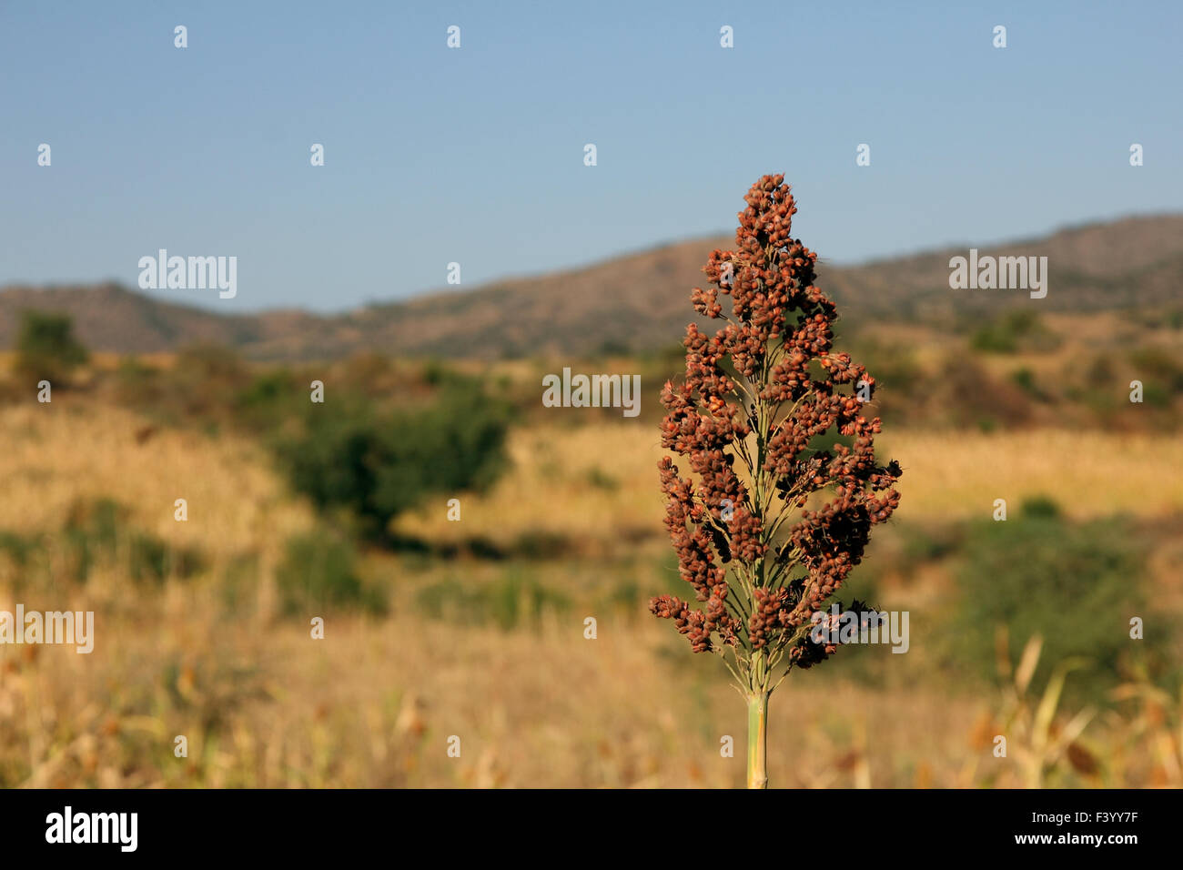 Hirse hi-res stock photography and images - Alamy