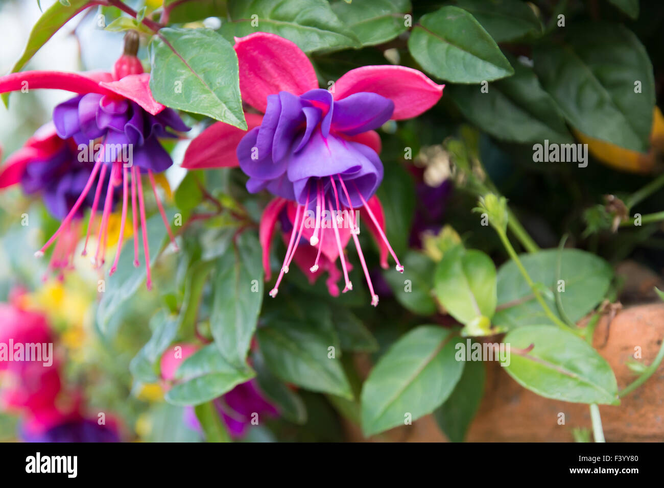 Fuchsia in nature hi-res stock photography and images - Alamy