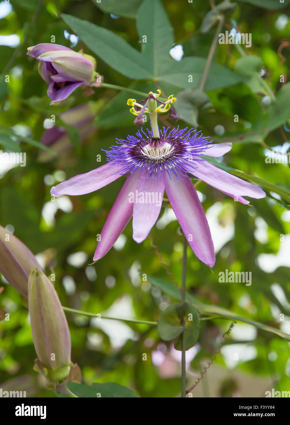 Passion flower wall hi-res stock photography and images - Alamy