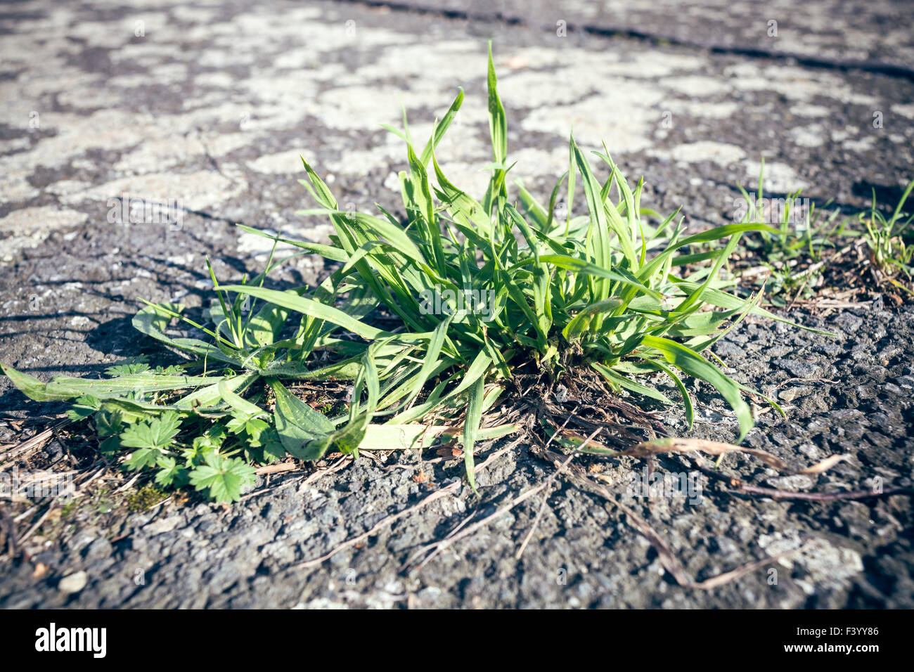 Breakthrough of the nature Stock Photo - Alamy