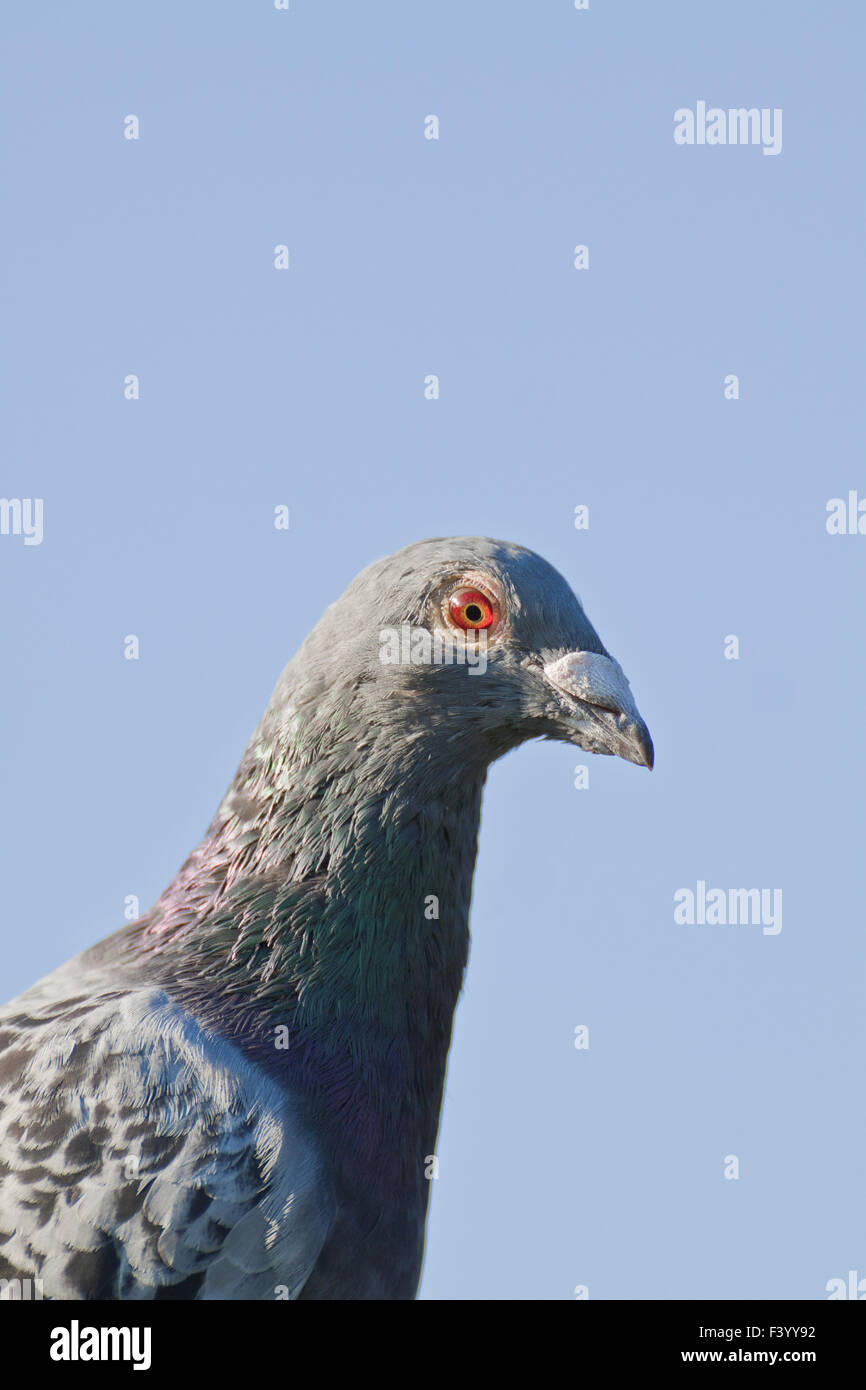 Racing pigeon hi-res stock photography and images - Alamy