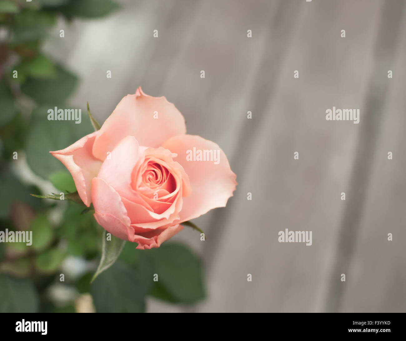 Vintage pink rose Stock Photo - Alamy
