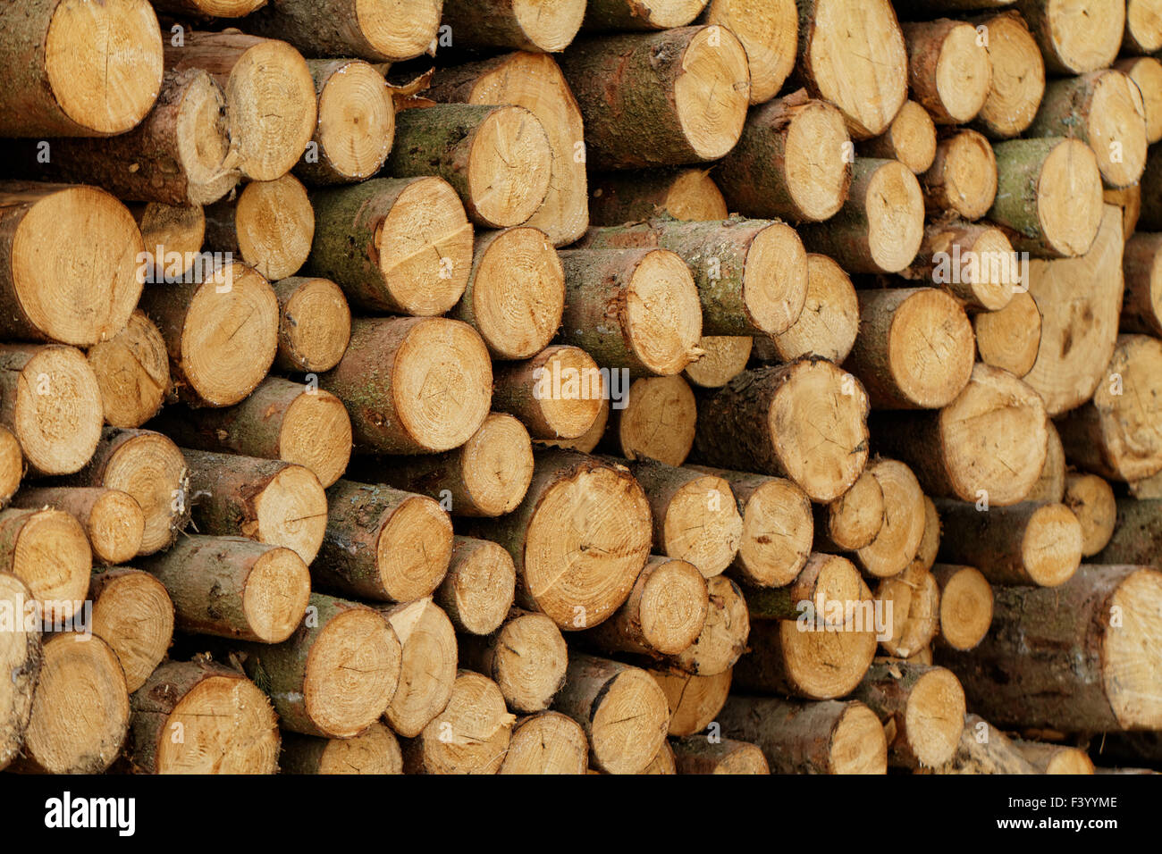Photo of a logging site in the forest Stock Photo - Alamy