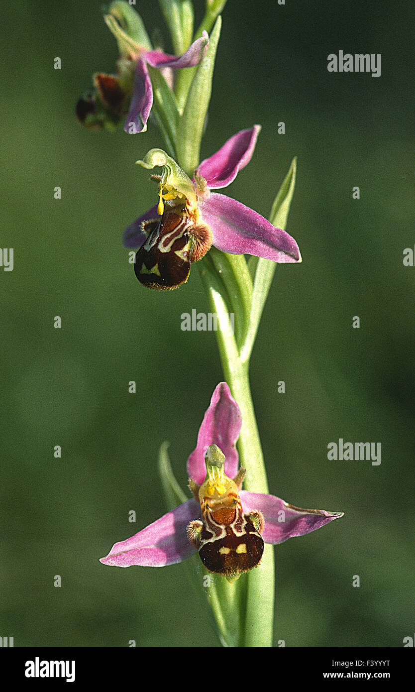 orchid Ophrys apifera Stock Photo - Alamy