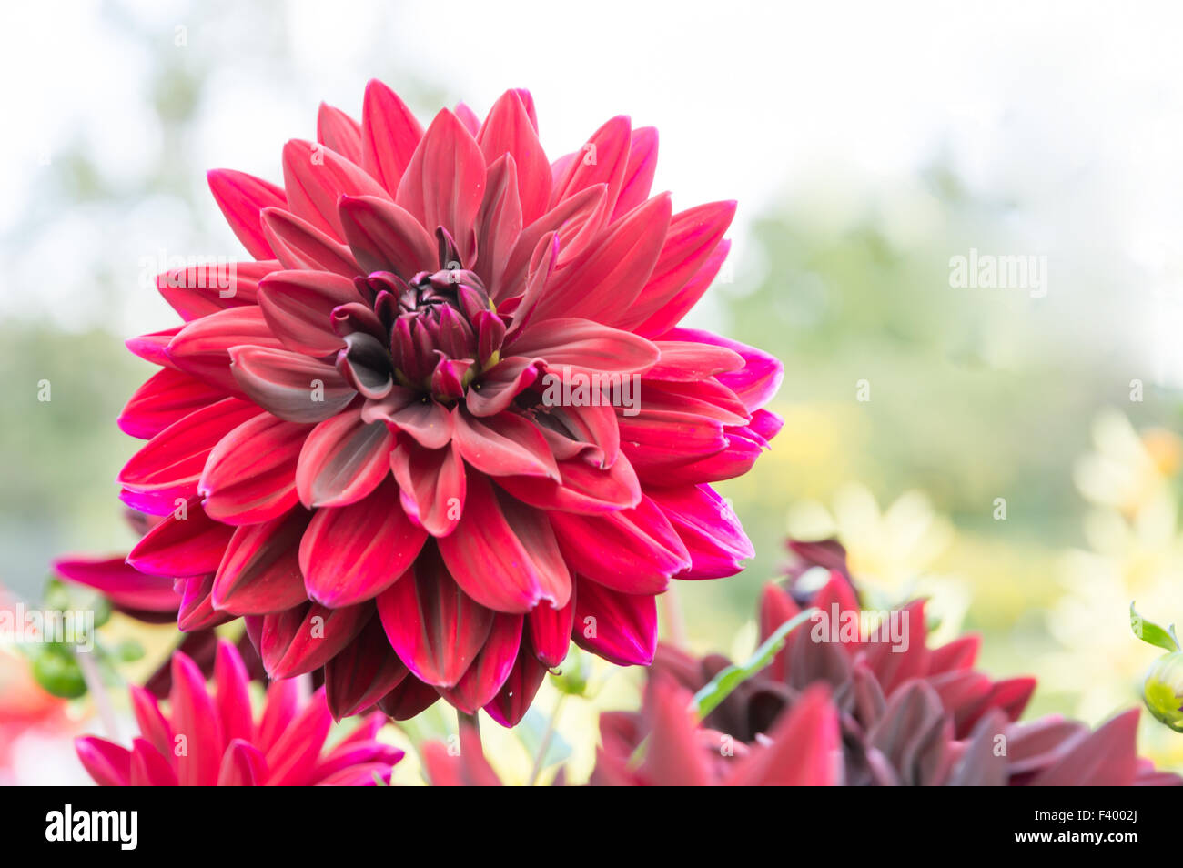 Red Dahlia flowers Stock Photo - Alamy